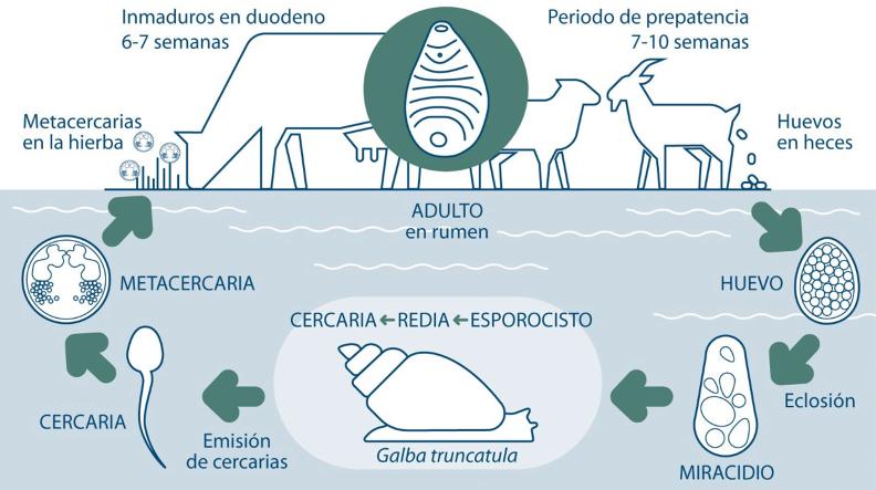 Calicophoron daubneyi. Somosrumis Boehringer Ingelheim Animal Health España