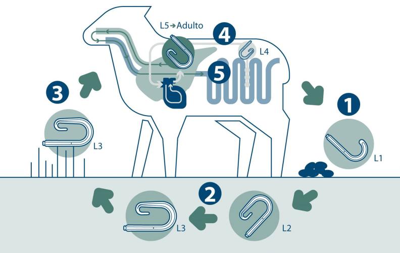 Dictyocaulus spp.Somosrumis Boehringer Ingelheim Animal Health España