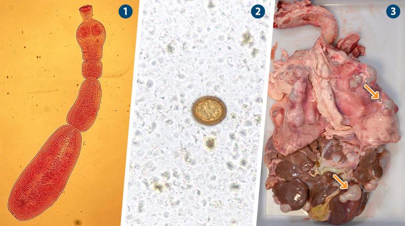 Echinococcus granulosus. Somosrumis Boehringer Ingelheim Animal Health España