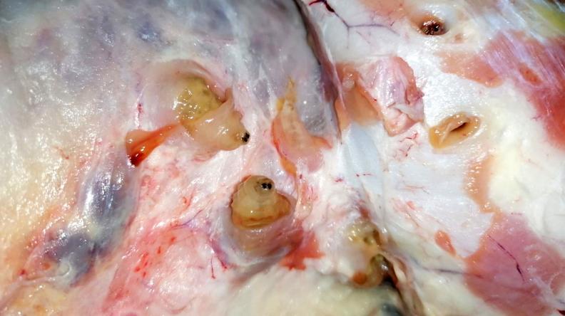 Hipodermosis bovina. Somosrumis Boehringer Ingelheim Animal Health España