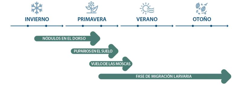 Hipodermosis bovina. Somosrumis Boehringer Ingelheim Animal Health España