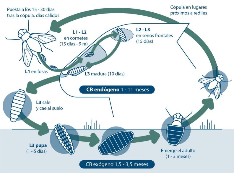 Oestrus ovis. Somosrumis Boehringer Ingelheim Animal Health España