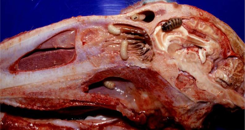 Oestrus ovis. Somosrumis Boehringer Ingelheim Animal Health España