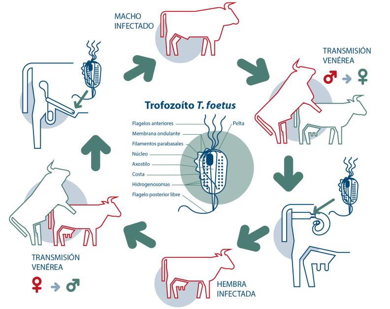 Tritrichomonas foetus. Somosrumis Boehringer Ingelheim Animal Health España