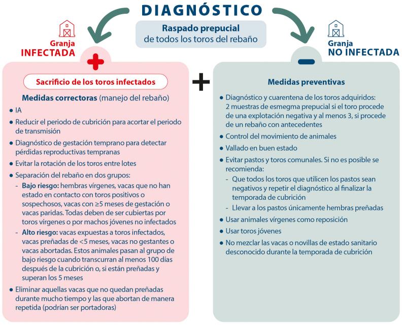 Tritrichomonas foetus. Somosrumis Boehringer Ingelheim Animal Health España