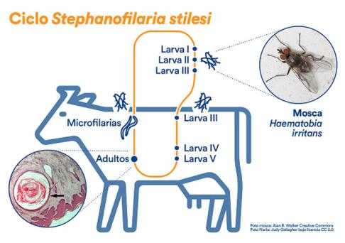 Dermatitis de la ubre. Boehringer Ingelheim Animal Health, Somosrumis