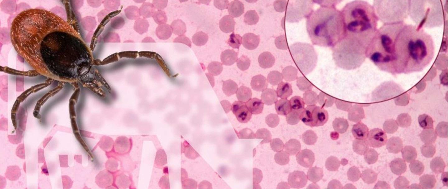 Babesia o babesiosis. Somosrumis Boehringer Ingelheim Animal Health España