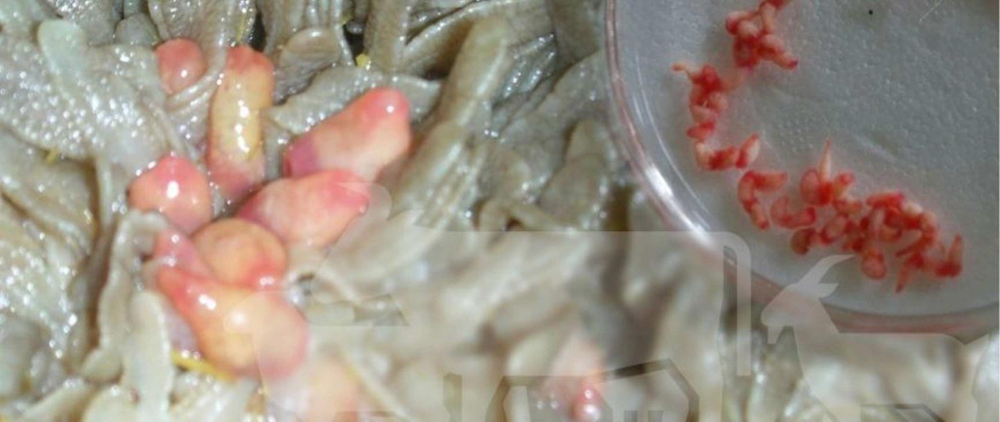 Calicophoron daubneyi. Somosrumis Boehringer Ingelheim Animal Health España