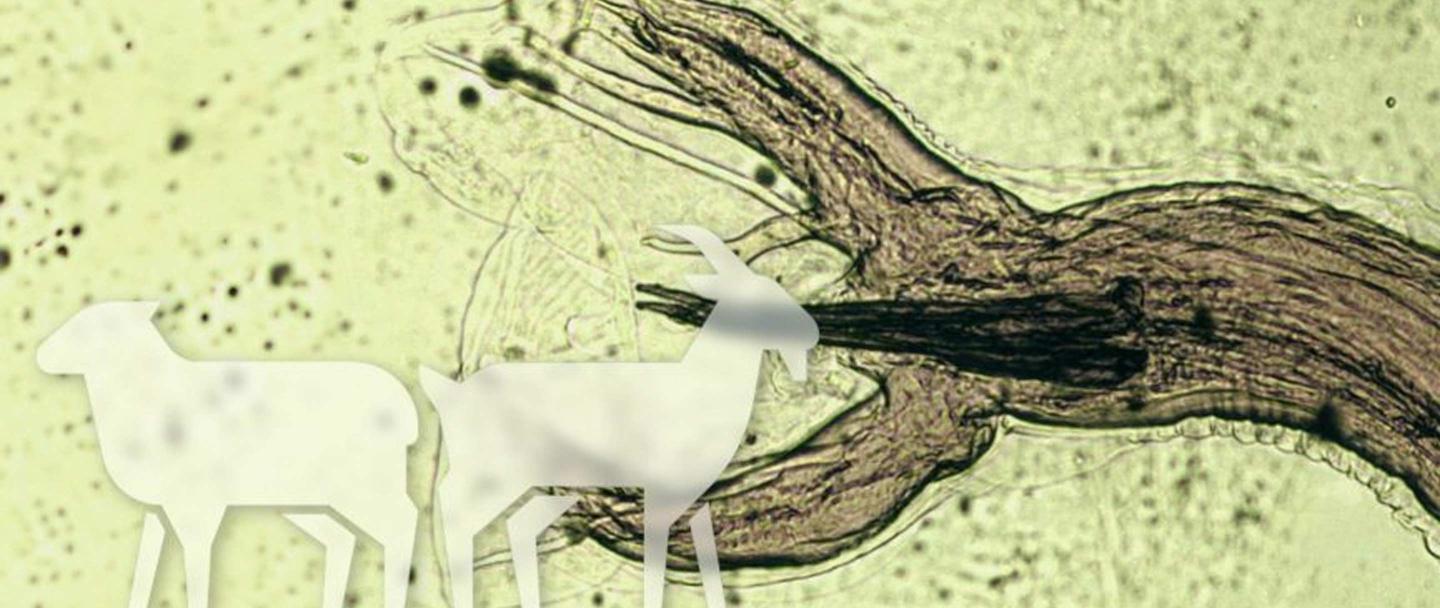 Haemonchus contortus. Somosrumis Boehringer Ingelheim Animal Health España