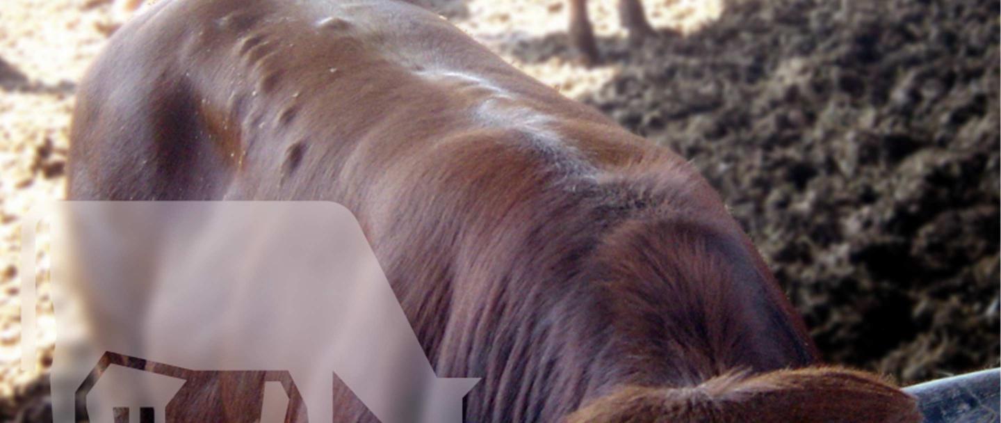 Hipodermosis bovina. Somosrumis Boehringer Ingelheim Animal Health España