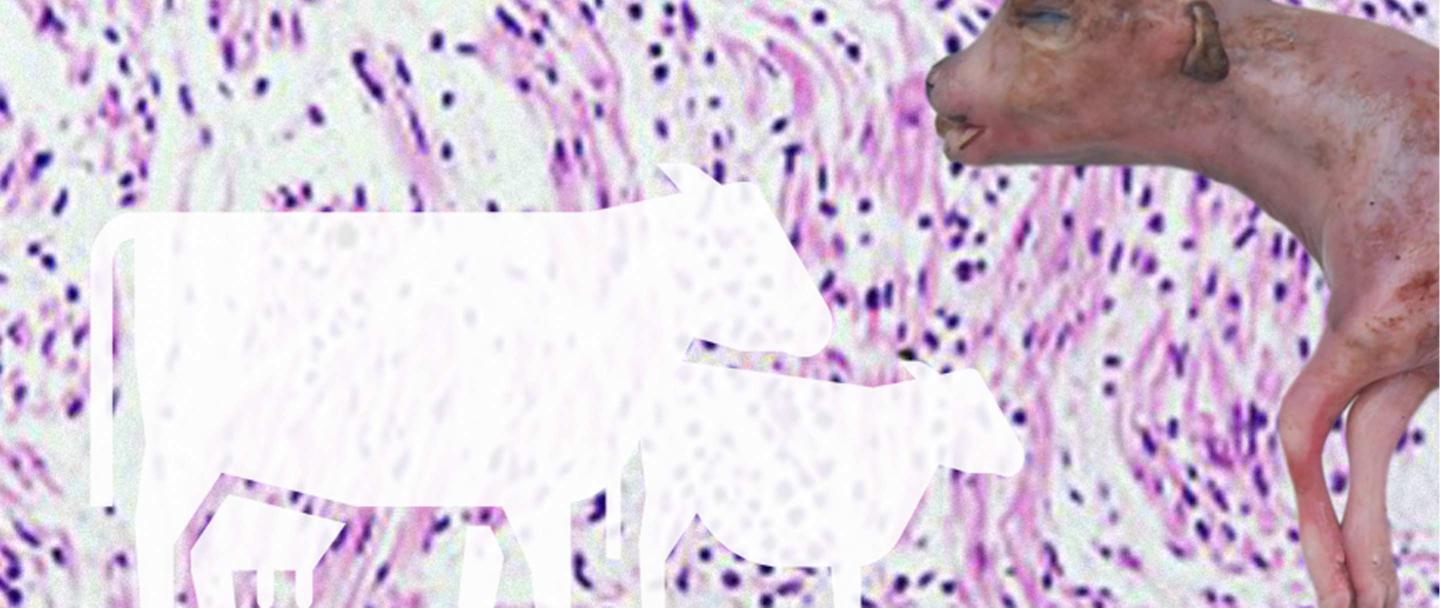 Neospora caninum. Somosrumis Boehringer Ingelheim Animal Health España