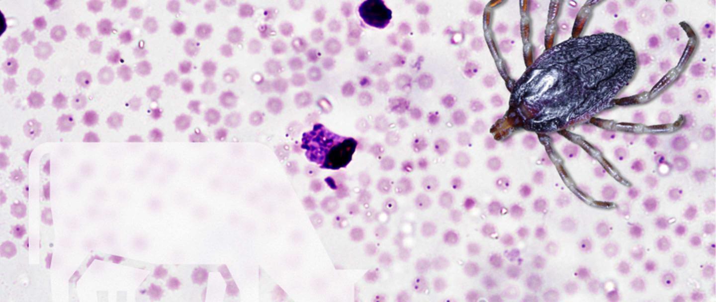 Theileria annulata. Somosrumis Boehringer Ingelheim Animal Health España