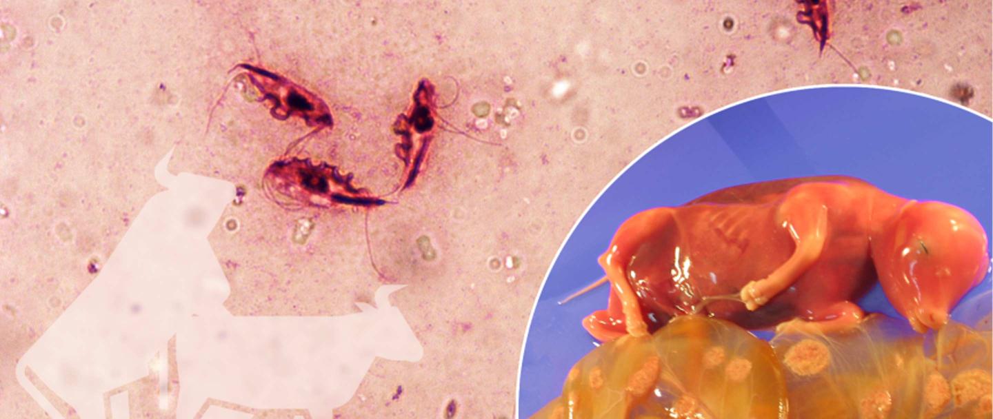 Tritrichomonas foetus. Somosrumis Boehringer Ingelheim Animal Health España